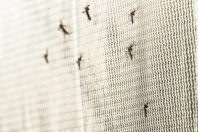 How To Prevent Insect Bites