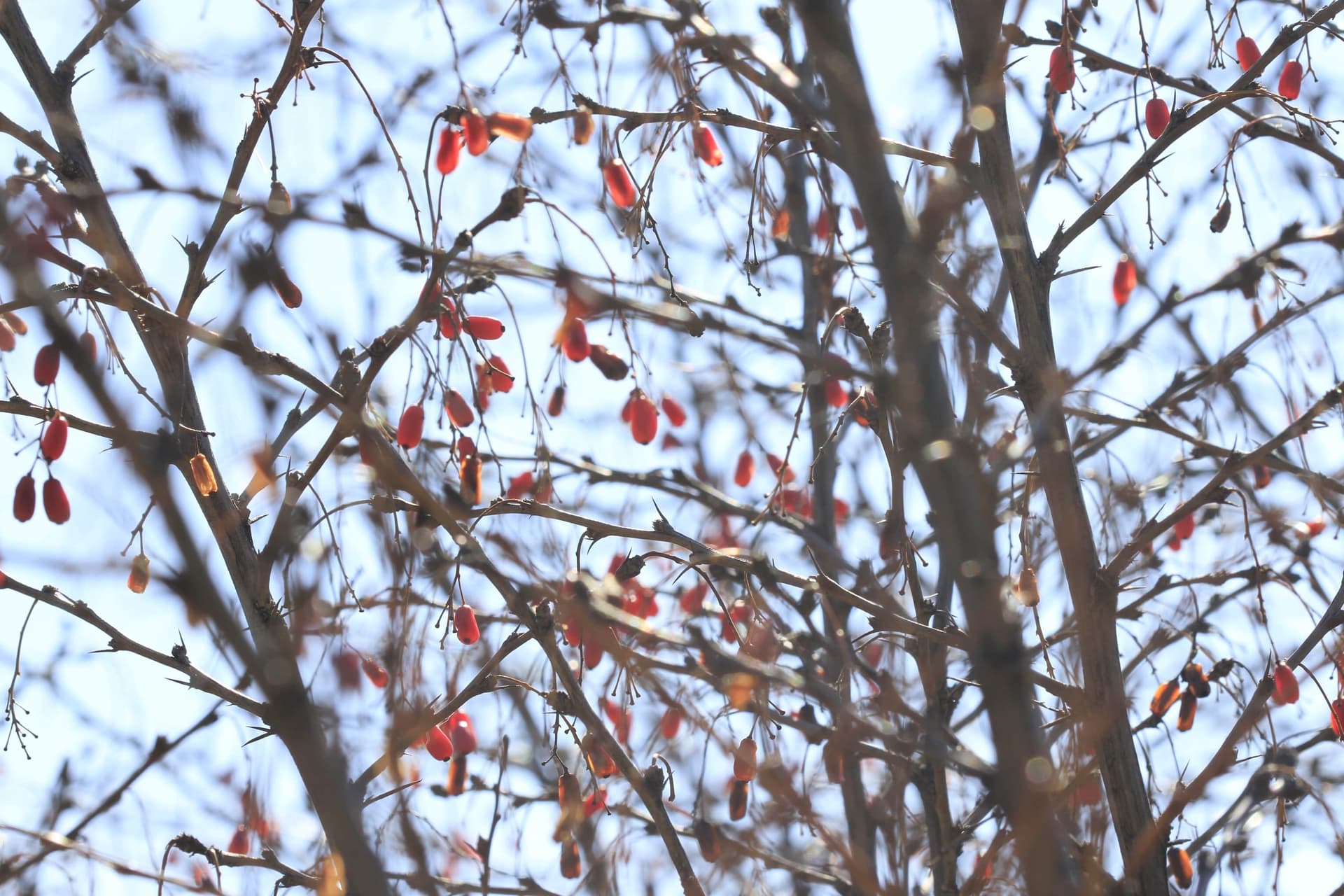 Nature's Ozempic: The Key Facts About Berberine